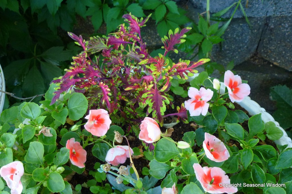 Colorful Coleus and Other New Container Plants