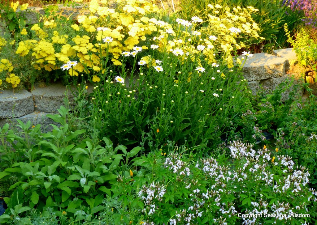 Preview New Proven Winners Plants